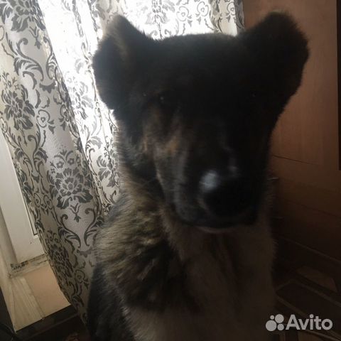 Молодой метис алабая