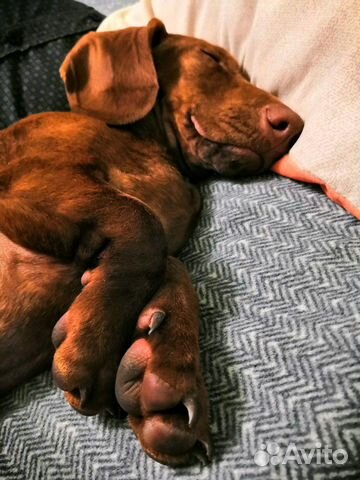 Отдам таксу