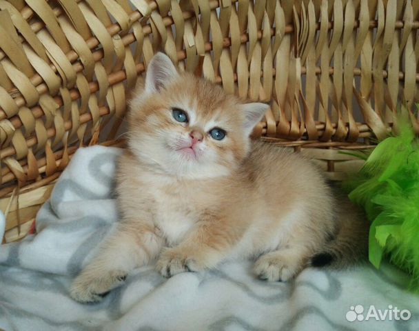 Плюшевый малыш