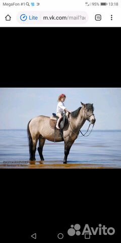 Мерин Башкирский