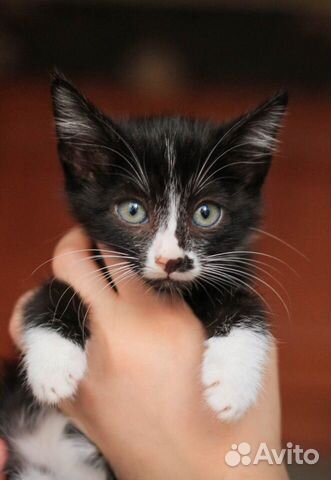 Мальчик маркизик в добрые руки