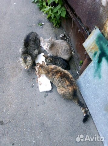 Спасите котят Котята 6 штук и 3 кошки все добрые