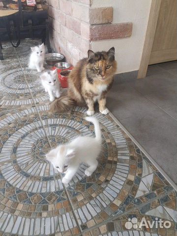 Котята ангорские домашние белые 1,5мес