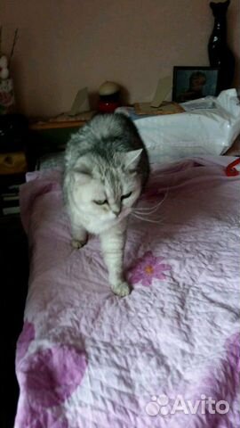 Скотиш-фолд чистопоподная клубная кошка, стерилизо