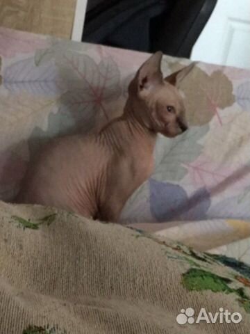 Отдам котенка девочка 2м