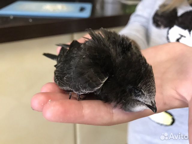 Птенец ласточки