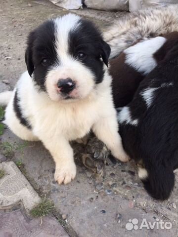 Отдадим в хорошие руки