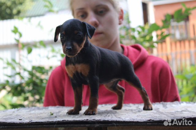 Пинчерюшечки)