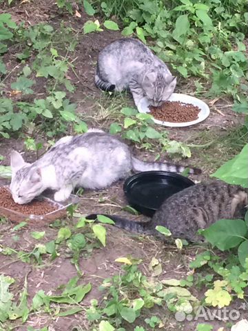 Котятки с Пироговки