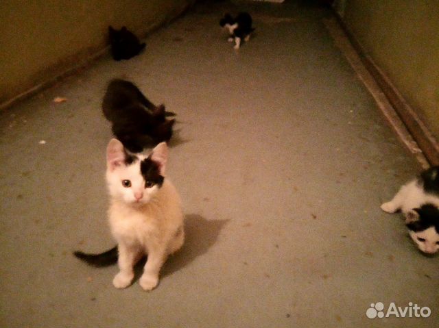 Бездомные котята
