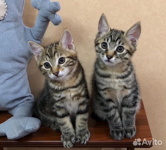 Котята Рысята дикого лесного окраса