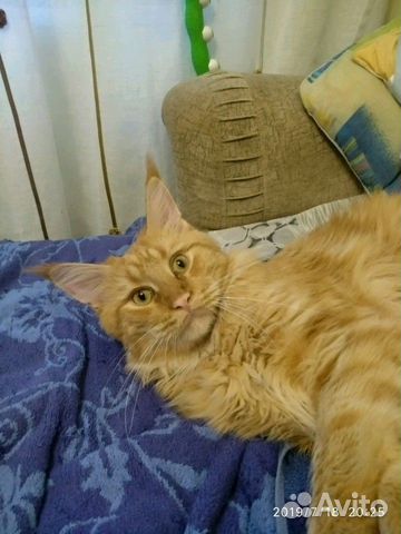 Вязка мейн-кун