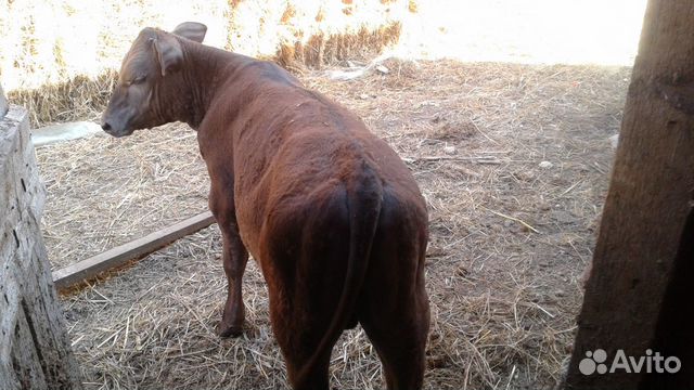 Бычок сементал