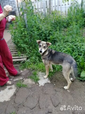 Щенок 6 мес Джой в добрые руки