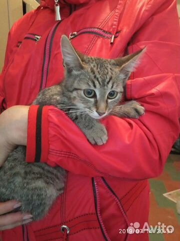 Инопланетный котенок