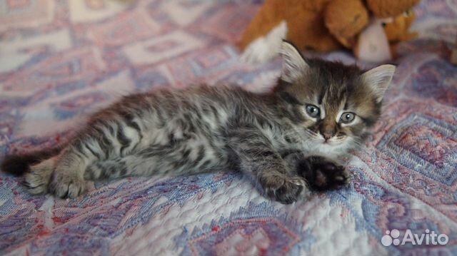 Милые домашние котята 1,5 мес.в хорошие руки