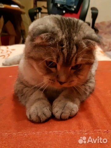 Котёнок шотландец