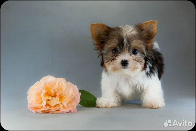 Девочка бивера мини