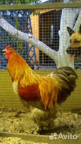 Петух породы Брама