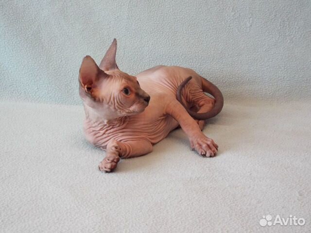 Замурчательные котята