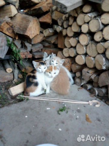 Котята в добрые ручки