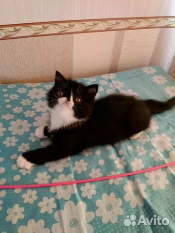 Плюшевый котик - Экзотик