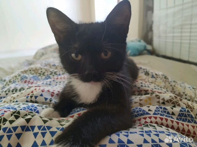 Котенок