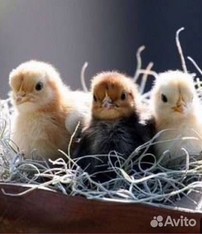 Цыплята