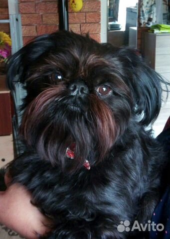 Кобель для вязки