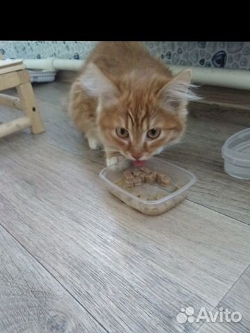 Котенок Кити