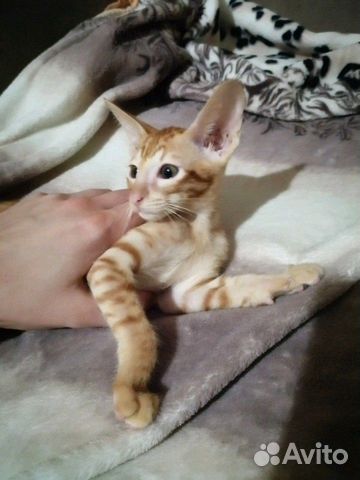 Ориентальные котята