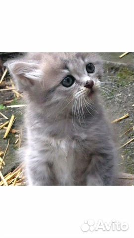 Котята
