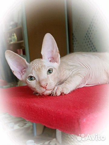 Котята для души