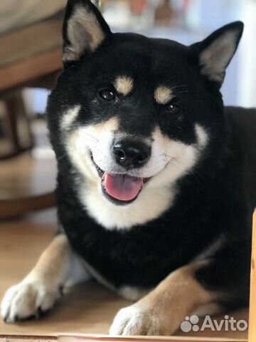 Кобель, шиба-ину, ищем сучку для вязки