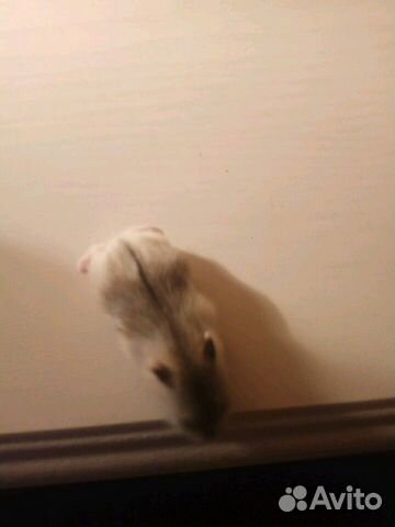 Джунгарики хомячки