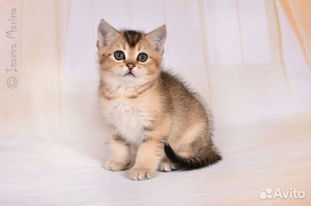 Золотой тикированый котик