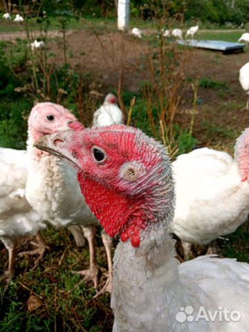 Продаются подрощенные индюки