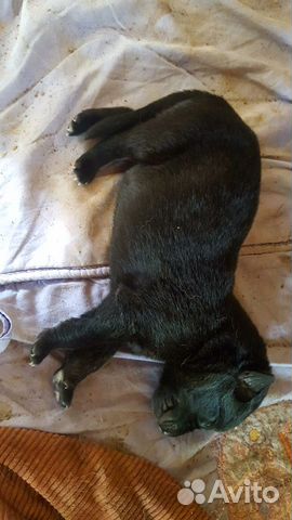 Продам щенков черной неметской овчарки