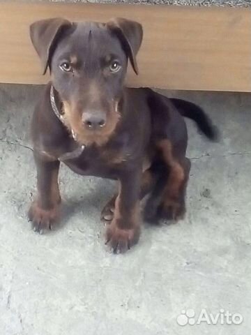 Продаётся кобель ягдтерьер