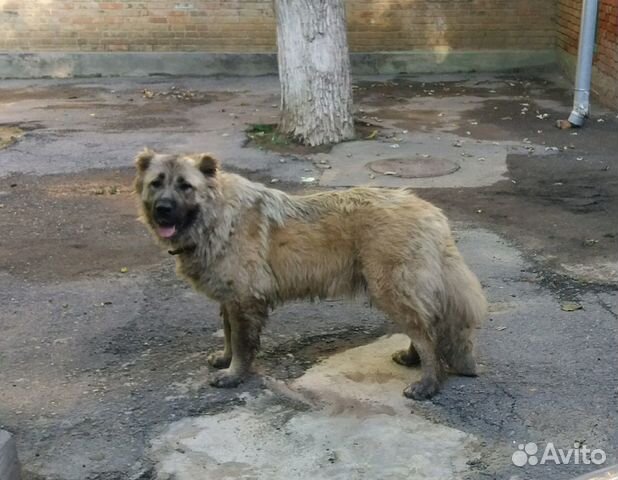 Найдена собака