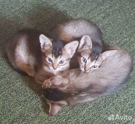 Котята чаузи Ф4