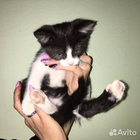 Котята бесплатно