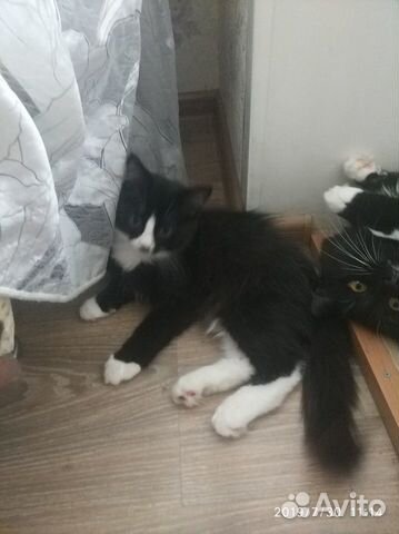 Черный красавец