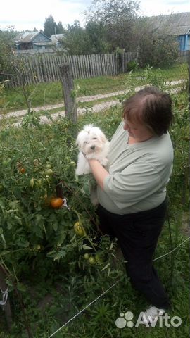 Щенки мальтезе