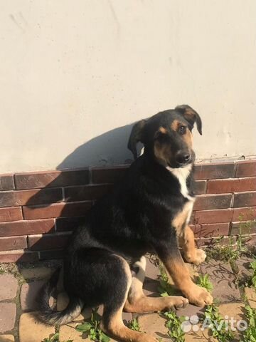 Смышлёный мальчишка