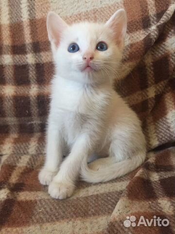 Кошечка ищет семью