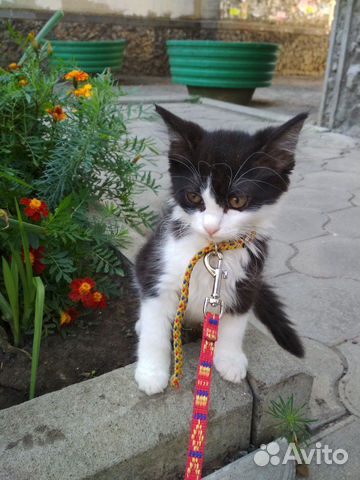 Котенок в добрые руки