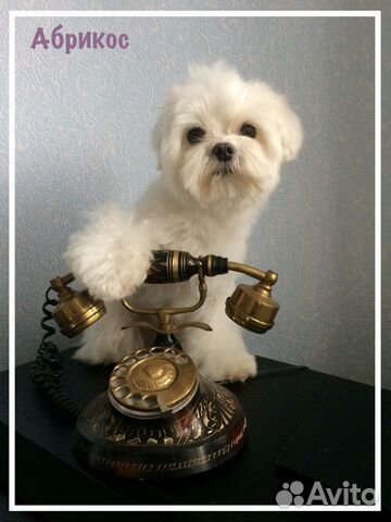 Кобель мальтезе