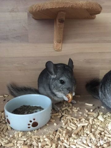 Девочка шиншилла