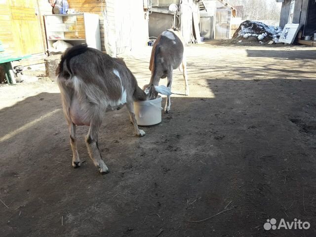 Дойная козочка
